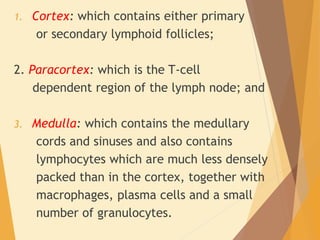 lymphoreticular system | PPTX