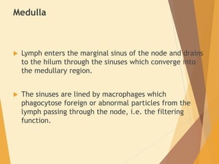 lymphoreticular system | PPTX
