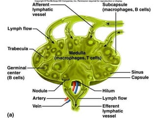 lymphoreticular system | PPTX