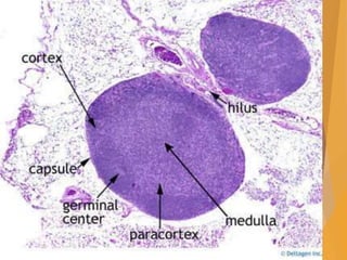 lymphoreticular system | PPTX