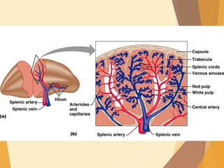 lymphoreticular system | PPTX
