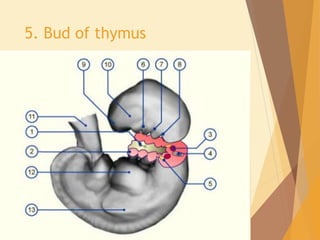 lymphoreticular system | PPTX