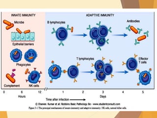 lymphoreticular system | PPTX