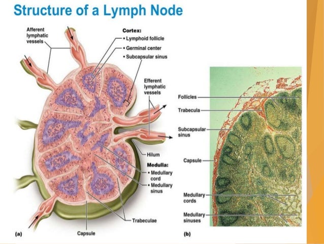 lymphoreticular system