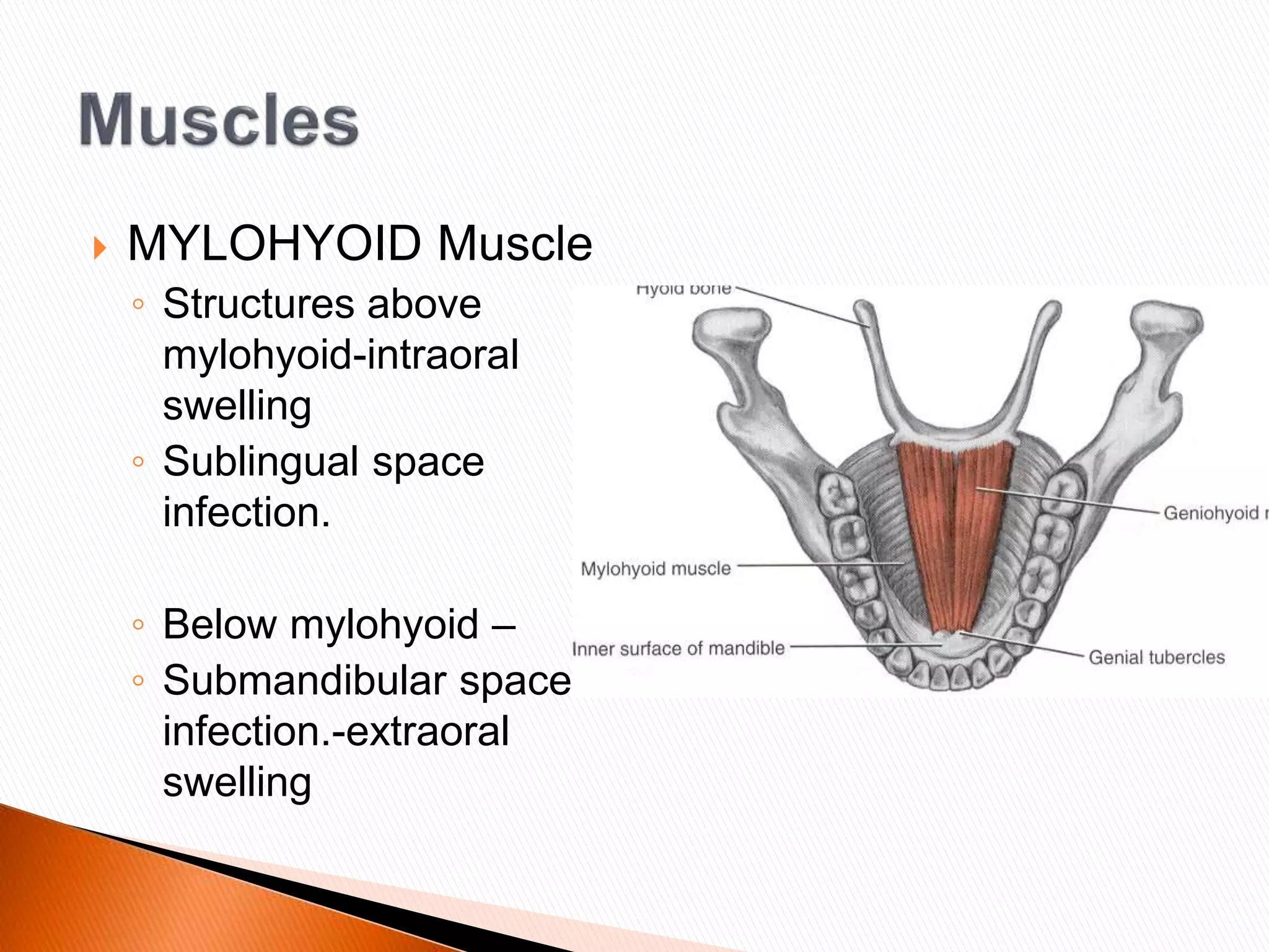 Applied anatomy | PPTX