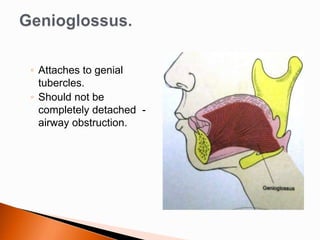 Applied anatomy | PPTX