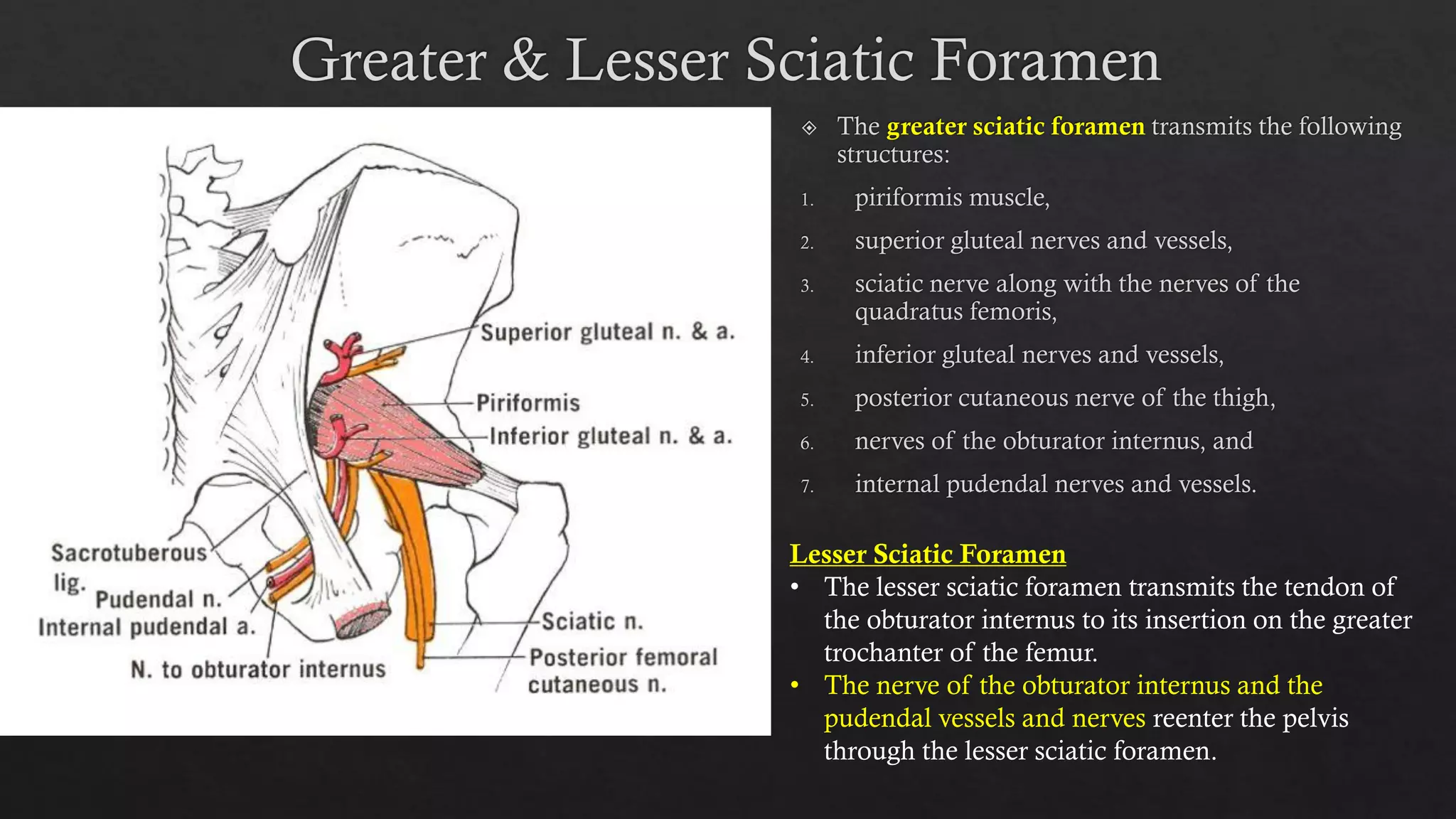 Applied anatomy of female pelvis | PDF