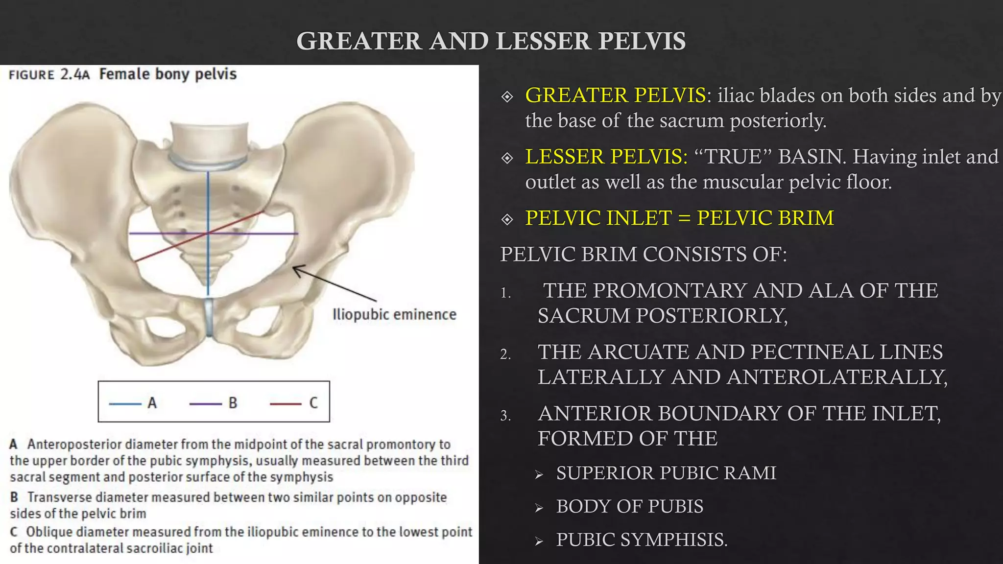 Female Pelvis Diagram Ppt