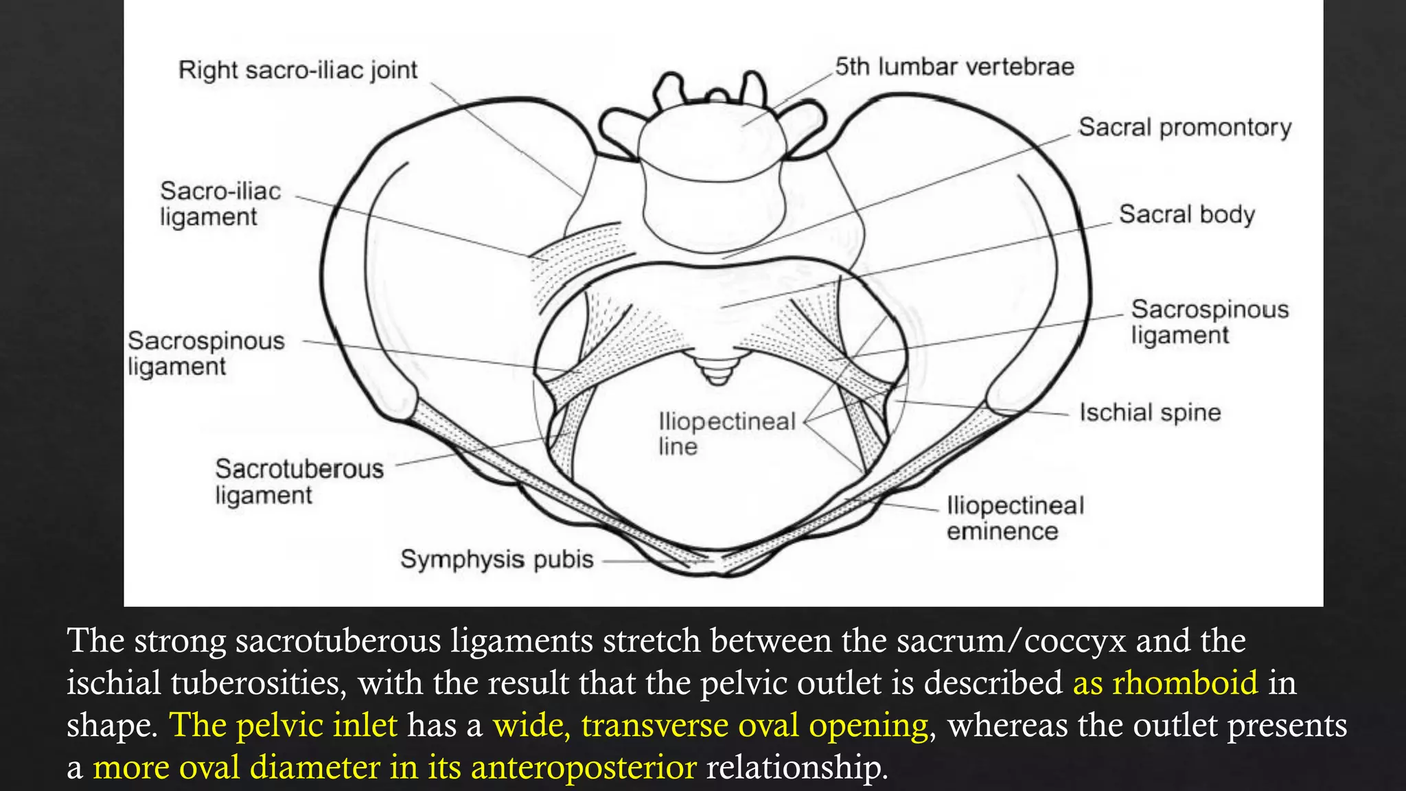 Applied anatomy of female pelvis | PDF