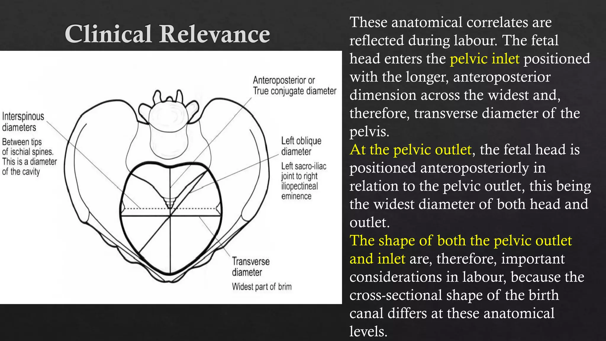 Female Pelvis Diagram Ppt