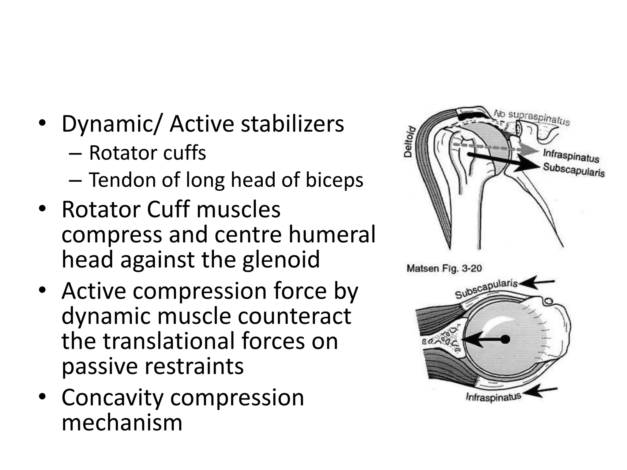 Applied anatomy Of Upper Limb | PPTX