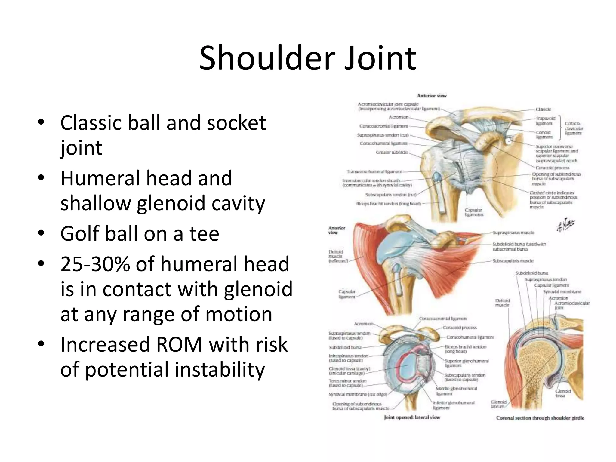 Applied anatomy Of Upper Limb | PPTX