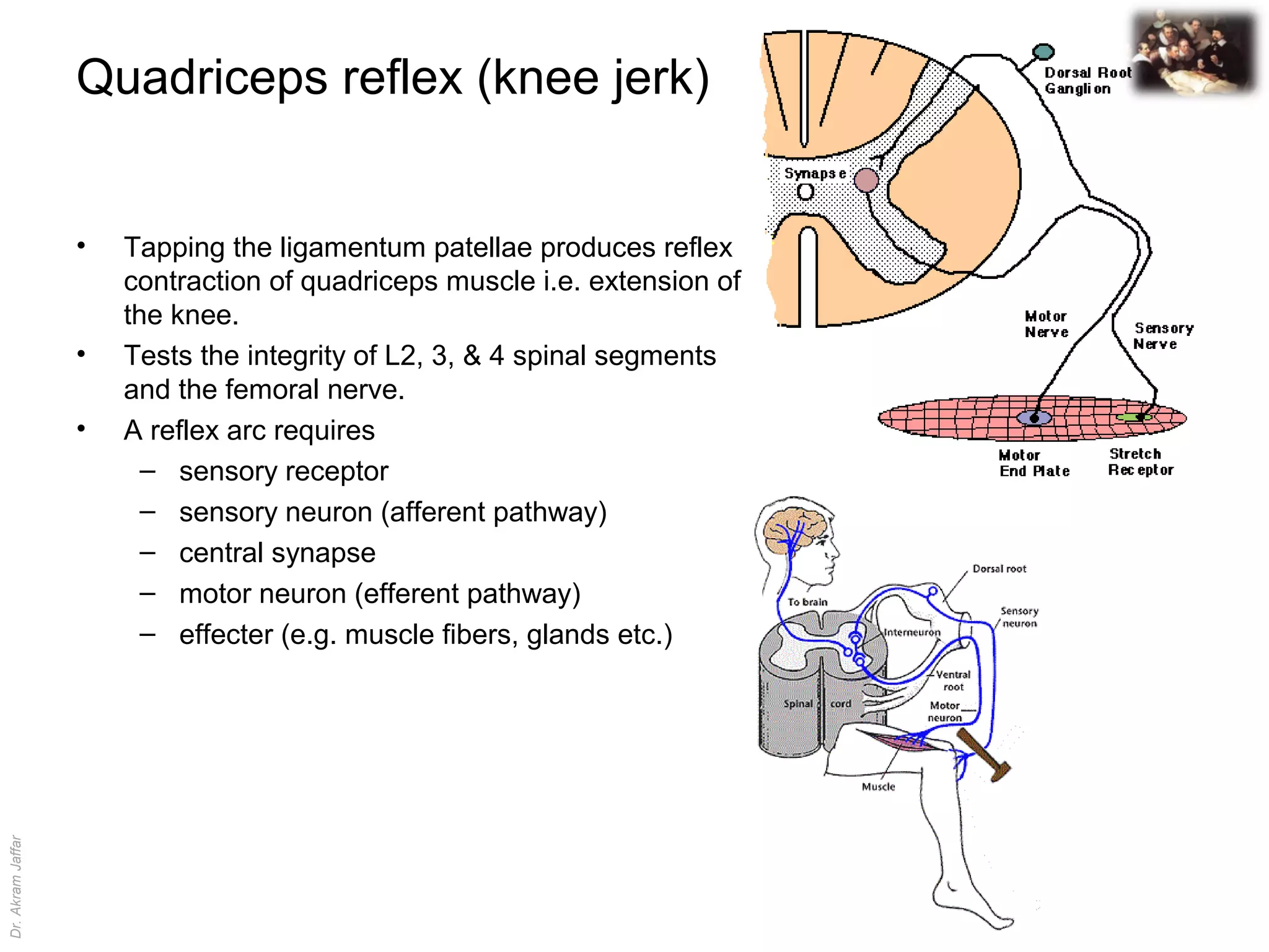 Applied anatomy femoral nerve injury | PPT