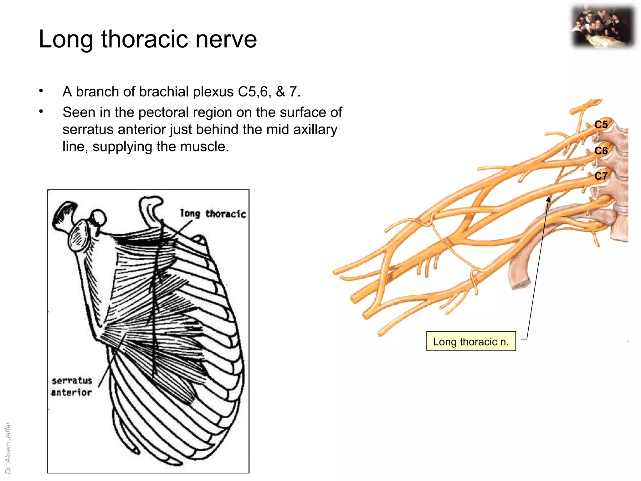 Applied anatomy long thoracic nerve injury | PPT