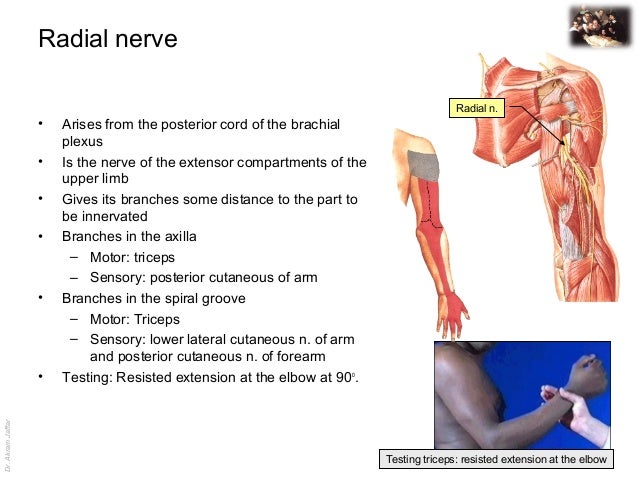 Applied anatomy radial nerve injury