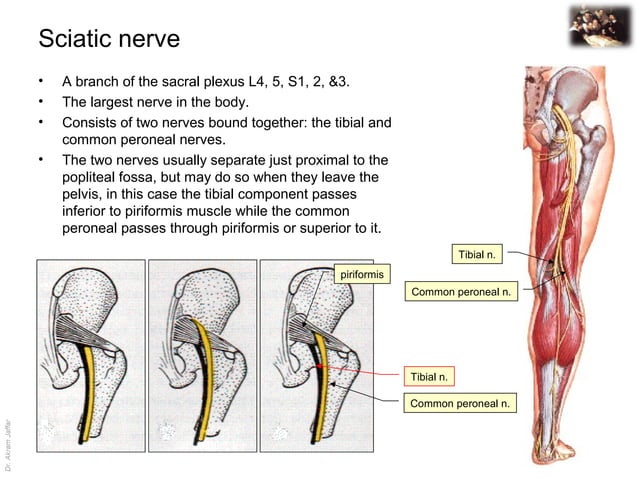 Applied anatomy sciatic nerve injury | PPT | Death, Injury, or Military Conflict | Sensitive Topics