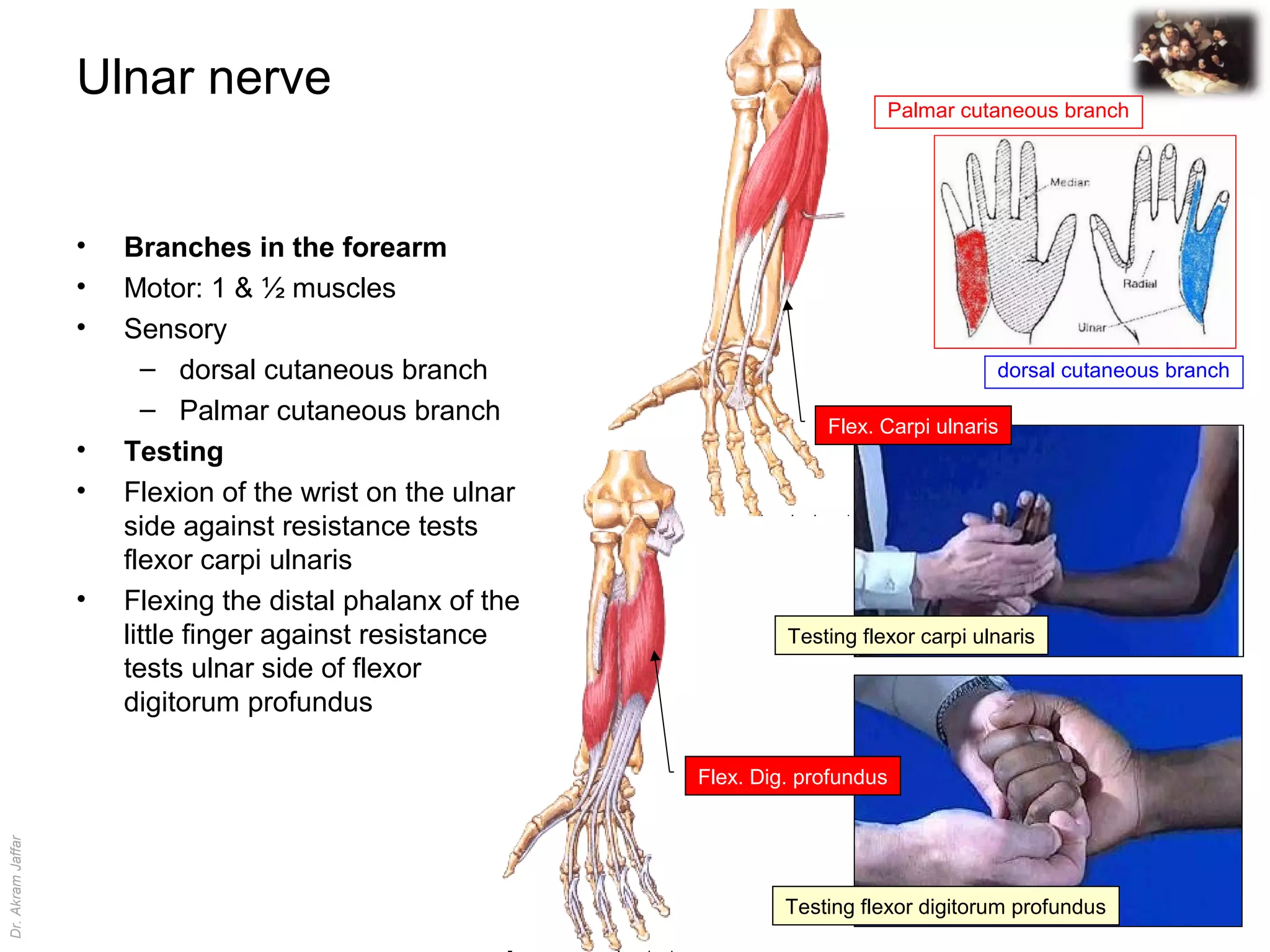 Applied anatomy ulnar nerve injury | PPT