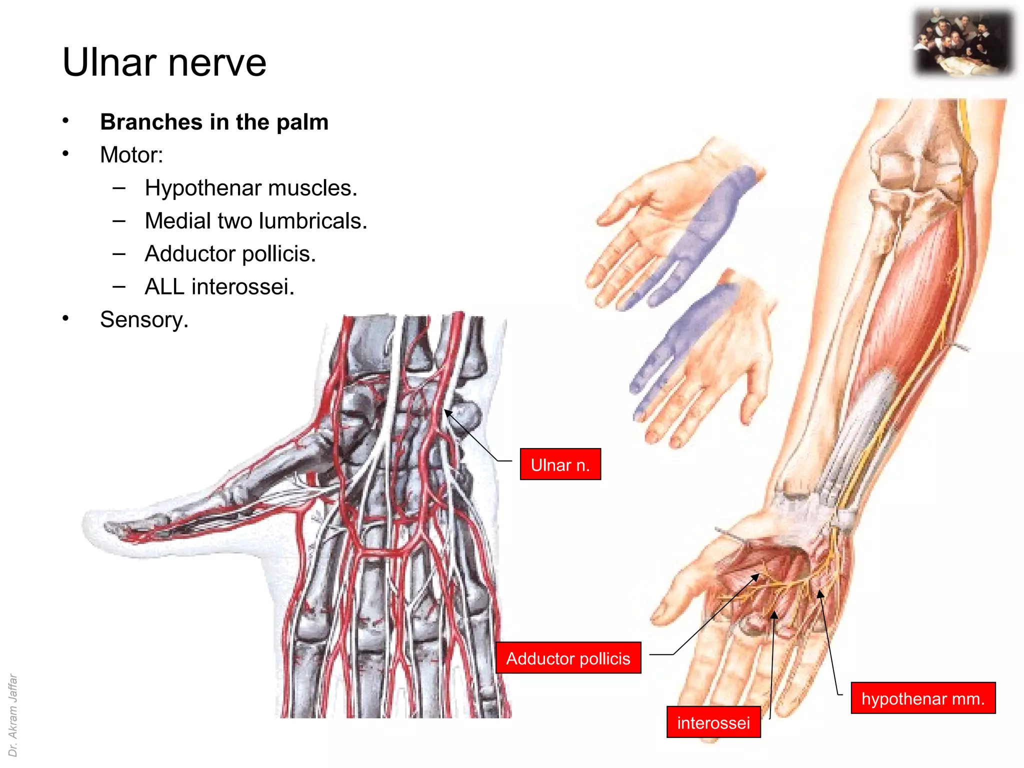 Applied anatomy ulnar nerve injury | PPT