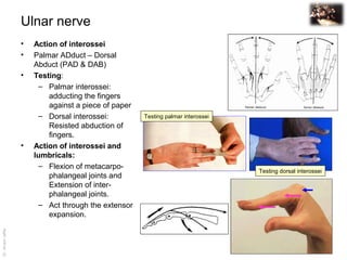 Applied anatomy ulnar nerve injury | PPT