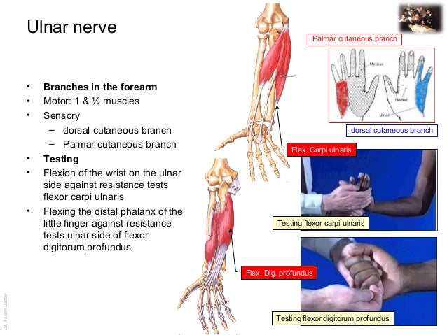 Applied anatomy ulnar nerve injury