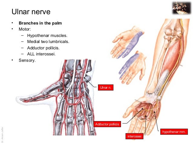 Ulnar Nerve Anatomy Ulnar Nerve Compression | Living Handbooks