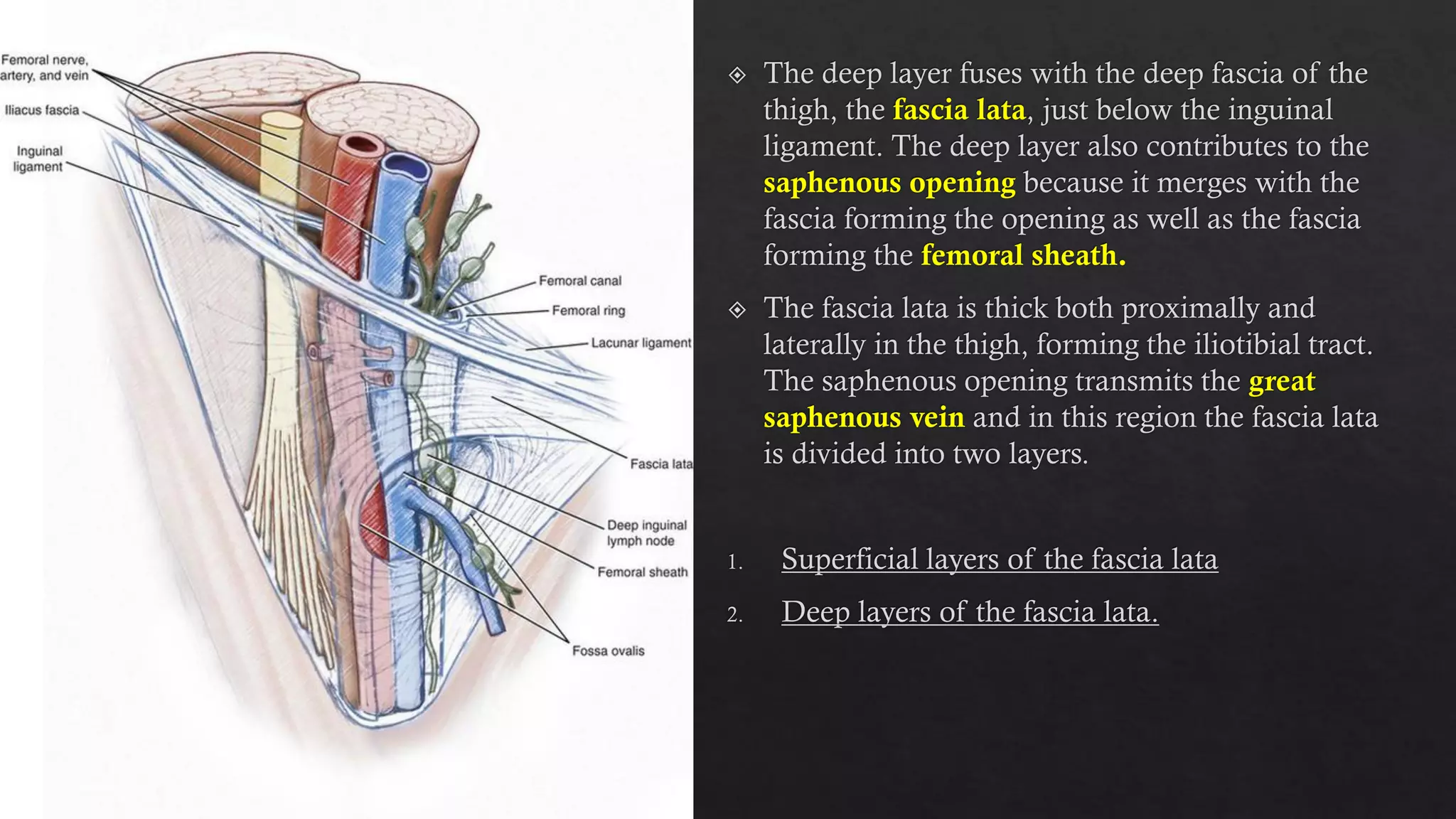 Applied anatomy and imaging of the femoral triangle | PDF