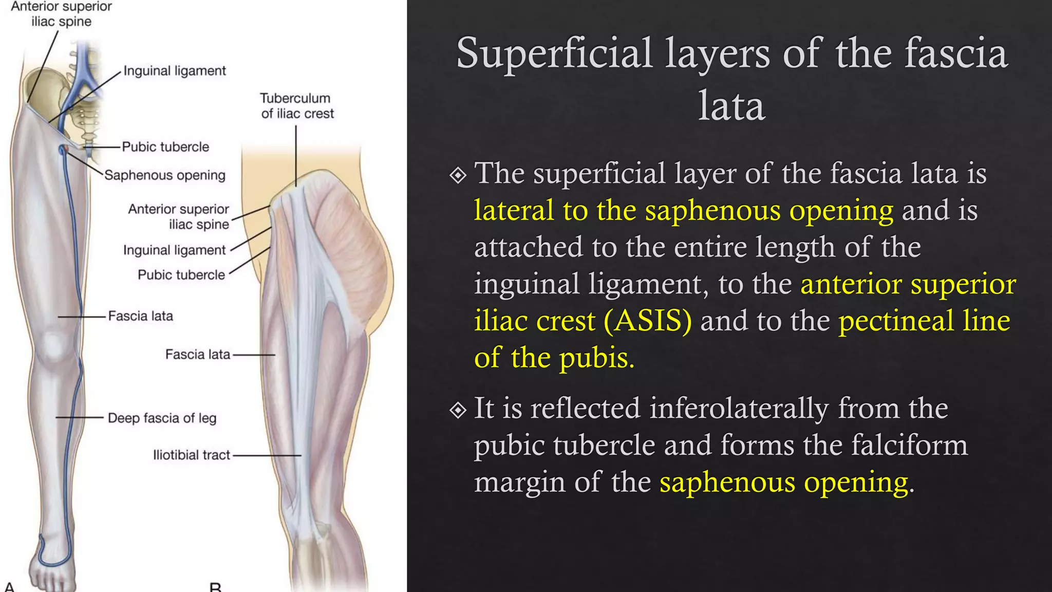 Applied anatomy and imaging of the femoral triangle | PDF