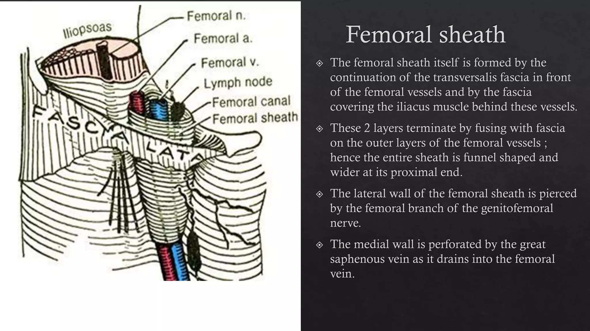 Applied anatomy and imaging of the femoral triangle | PDF