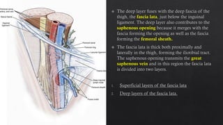Applied anatomy and imaging of the femoral triangle | PDF