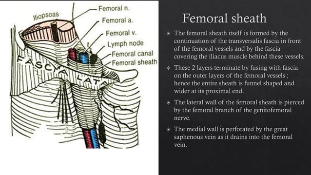 Applied anatomy and imaging of the femoral triangle | PDF
