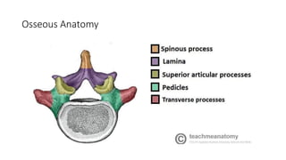 Applied Anatomy and Percutaneous Approaches to the Lumbar spine | PPTX