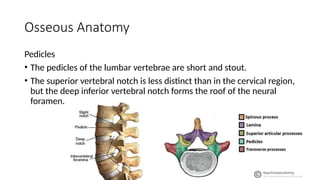 Applied Anatomy and Percutaneous Approaches to the Lumbar spine | PPTX