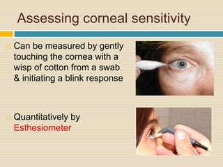 Applied anatomy and physiology of cornea | PPT