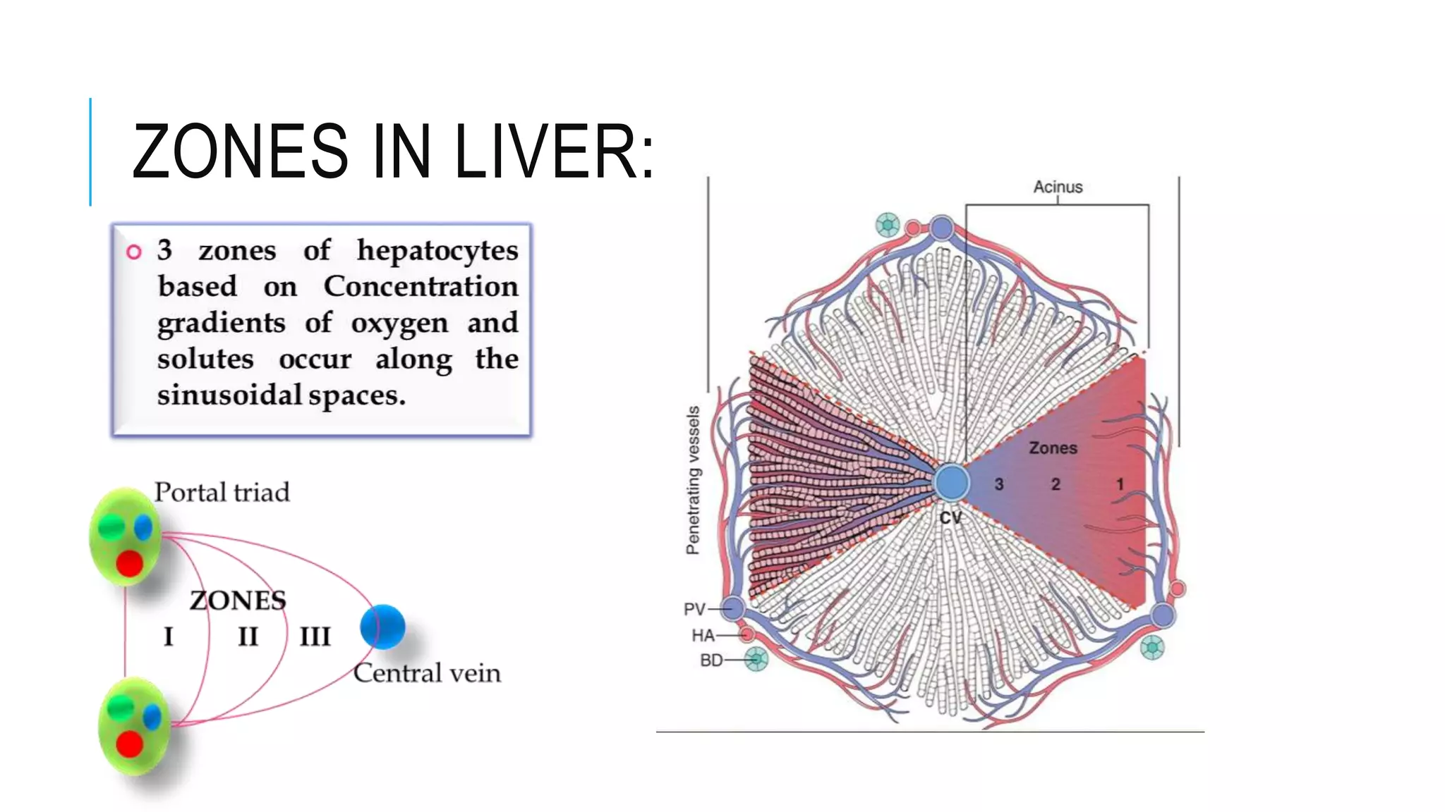 Applied anatomy and physiology of liver | PPTX