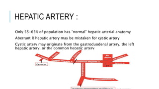 Applied anatomy and physiology of liver | PPTX