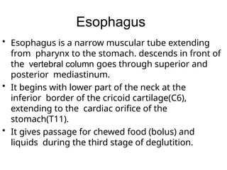 Applied Anatomy and Physiology of Oesophagus.pptx