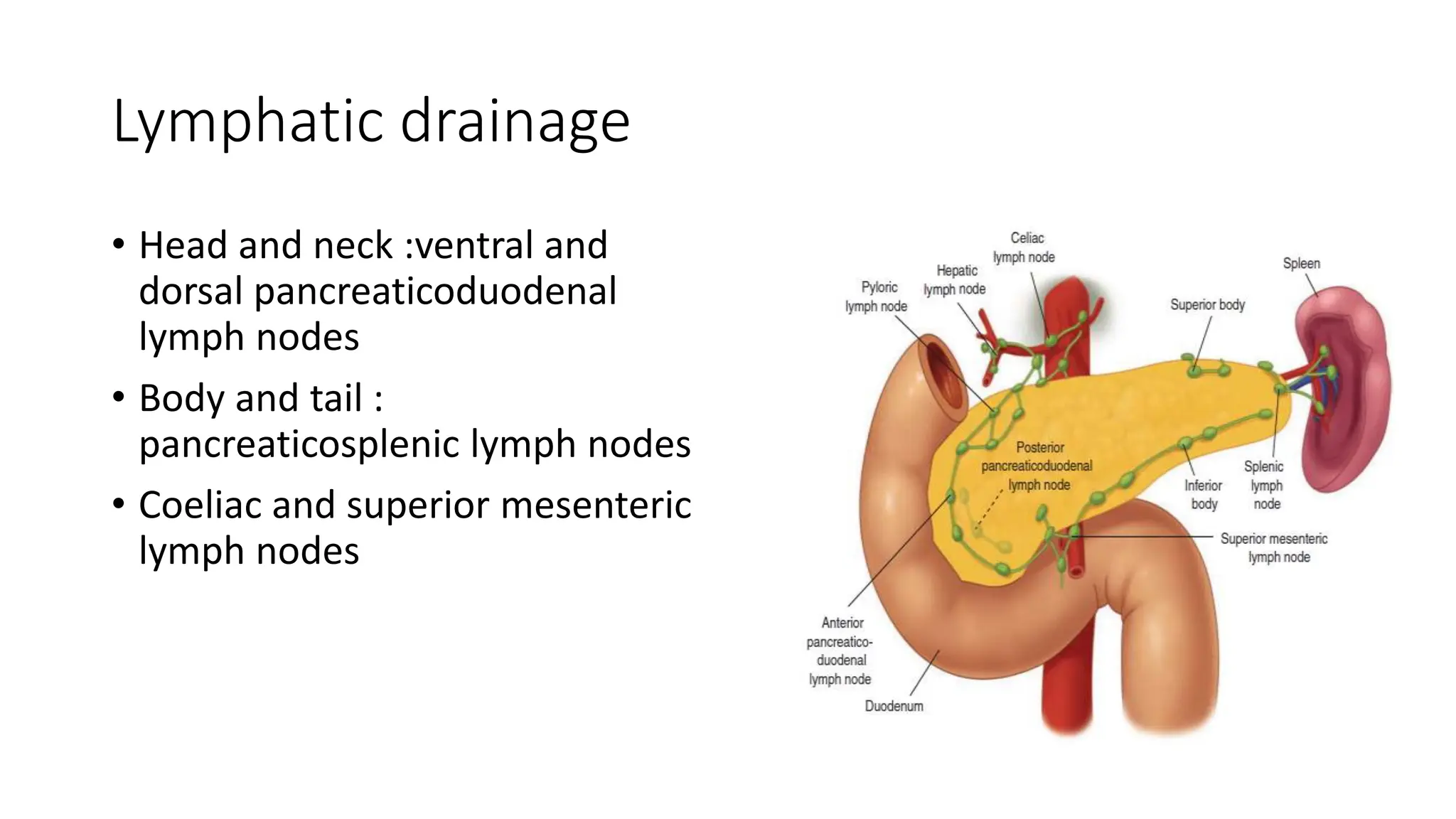 Applied anatomy and physiology of pancreas and spleen.pptx