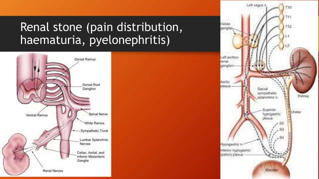 Applied anatomy, GU system.pptx | Reproductive Health | Diseases and ...