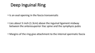 Applied anatomy in inguinoscrotal swelling | PPTX