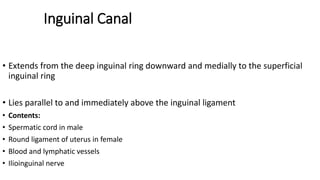 Applied anatomy in inguinoscrotal swelling | PPTX