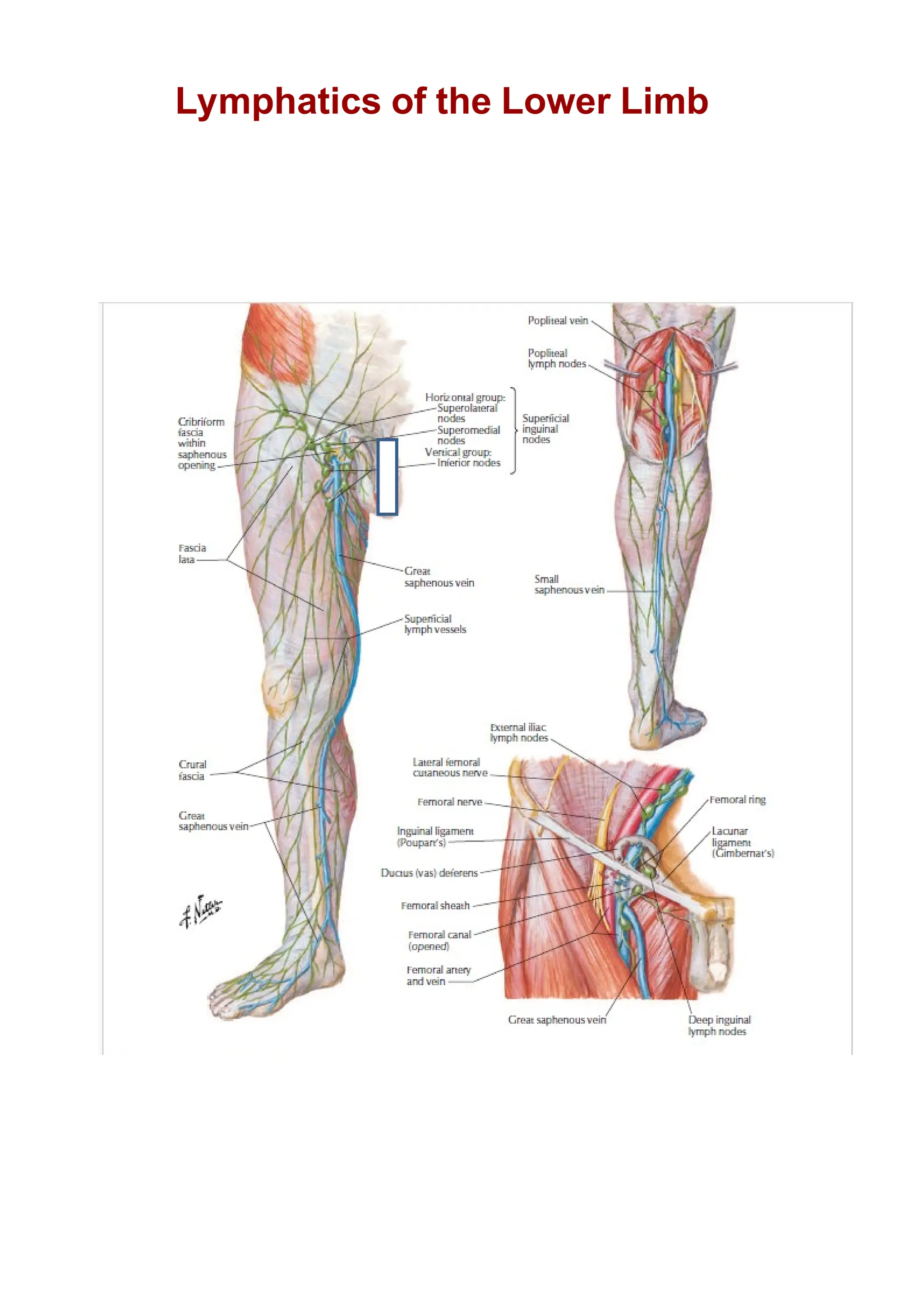 aApplied anatomy in lower limb plus .ppt