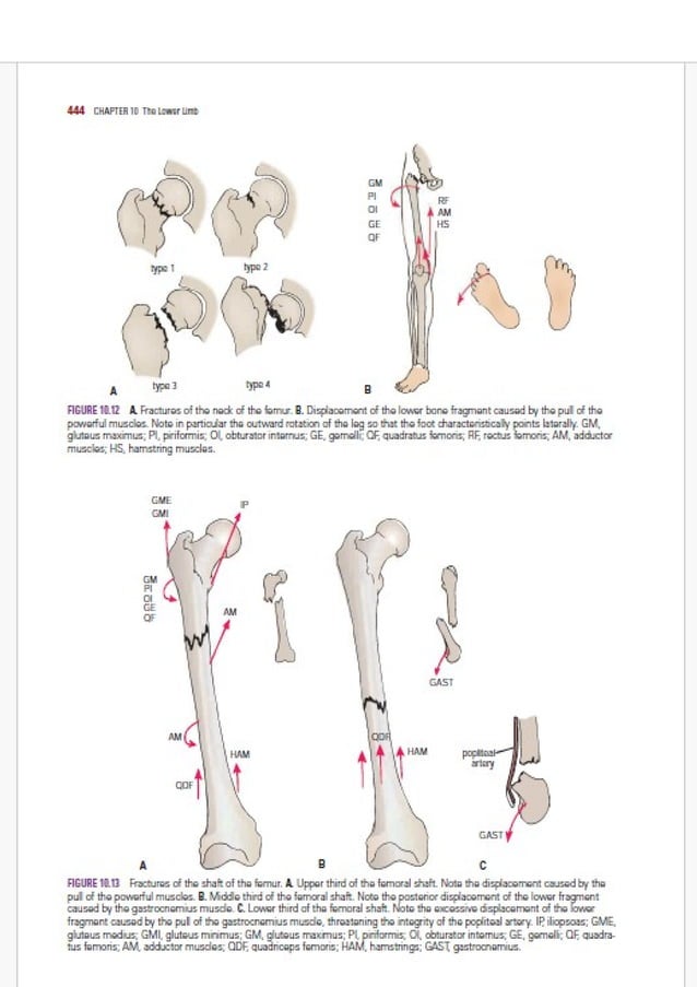 aApplied anatomy in lower limb plus .ppt