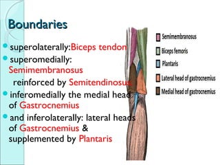 Applied anatomy of adductor canal and popliteal fossa | PPT