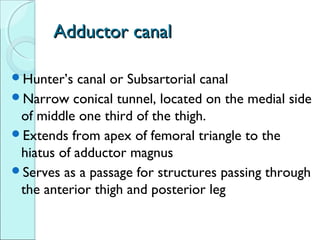 Applied anatomy of adductor canal and popliteal fossa | PPT