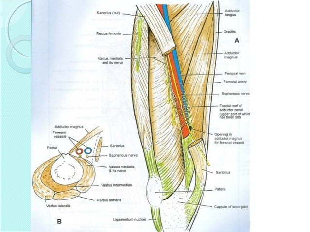 Applied anatomy of adductor canal and popliteal fossa | PPT