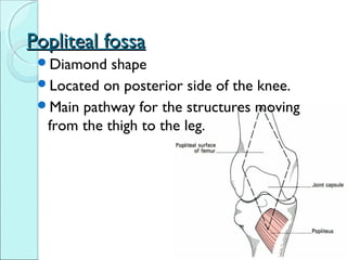 Applied anatomy of adductor canal and popliteal fossa | PPT