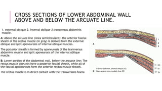 Applied anatomy of anterior abdominal wall.pptx | Death, Injury, or ...