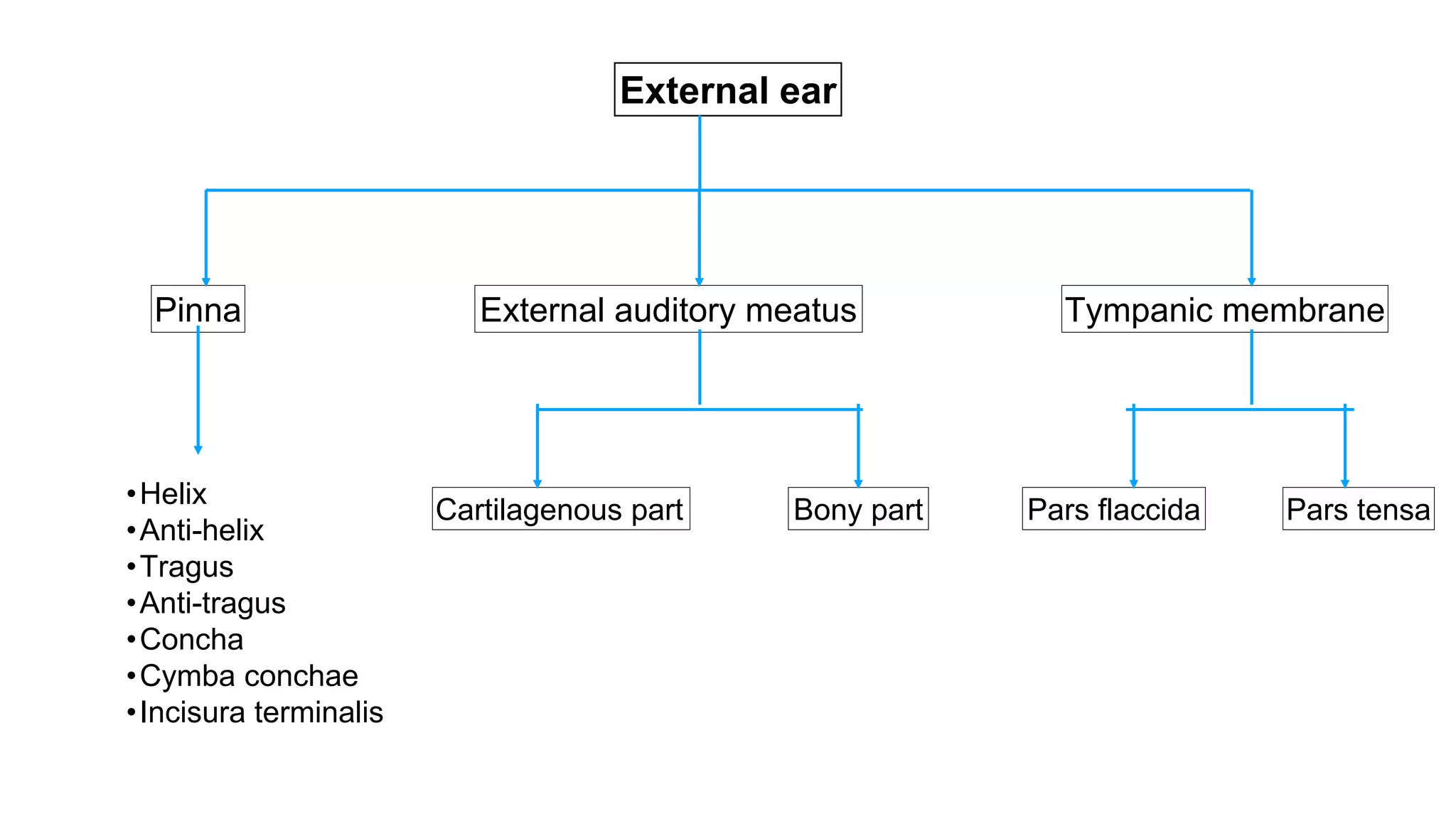 Applied anatomy of external ear | PPTX