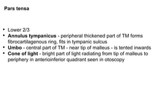 Applied anatomy of external ear | PPTX