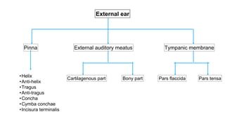 Applied anatomy of external ear | PPTX